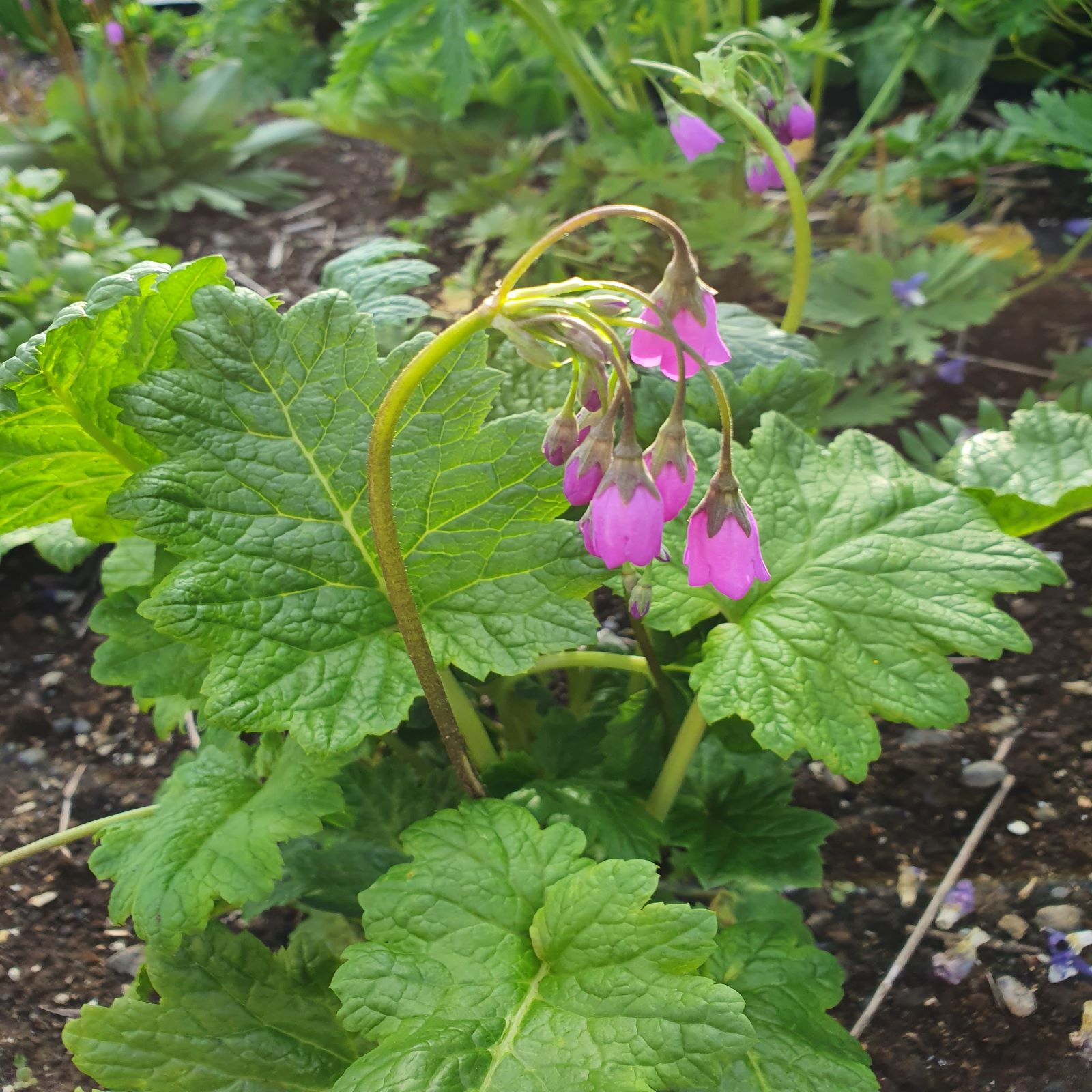Cortusa turkestanica – Hirðingjabjalla – Garðyrkjufélag Íslands