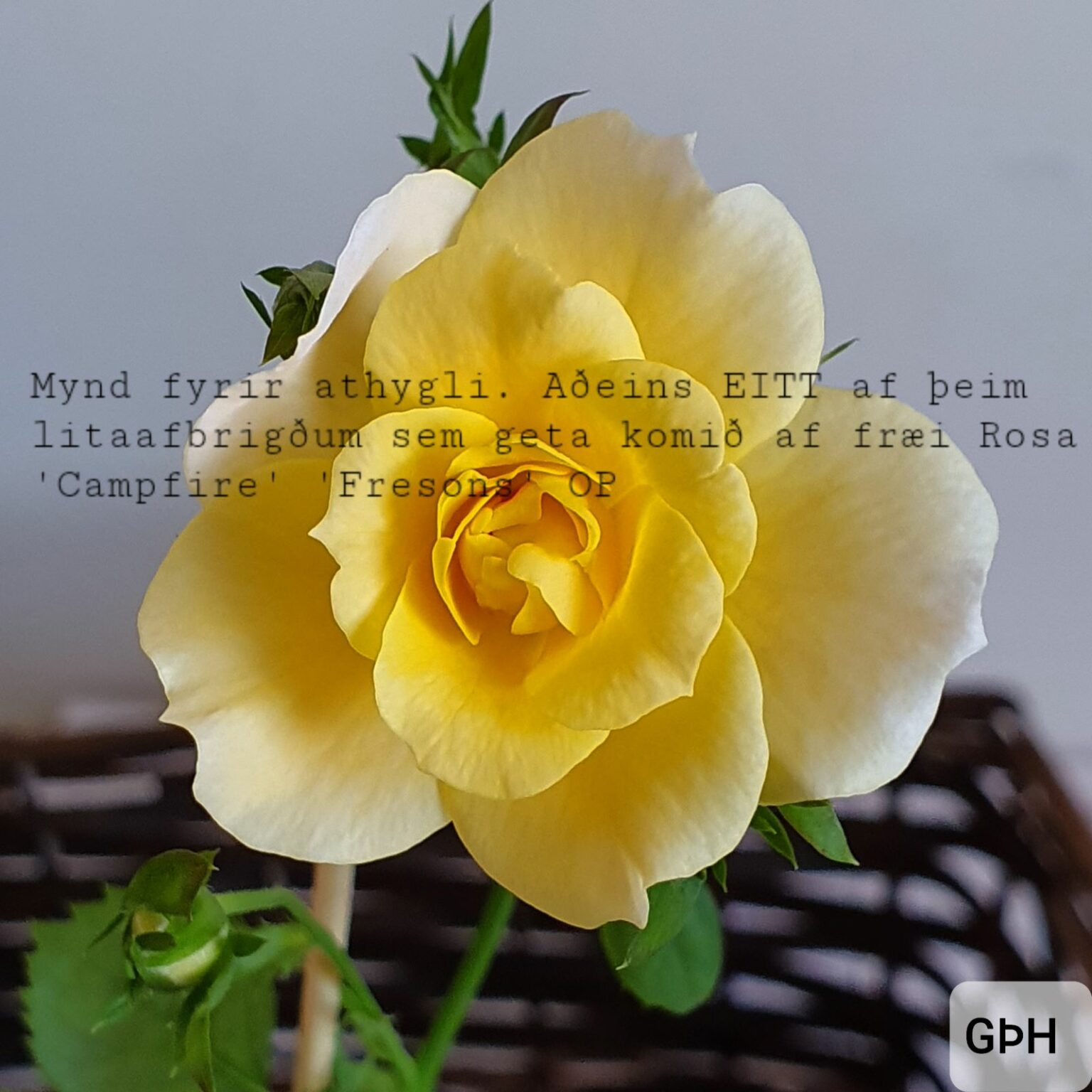 Rosa ‘Campfire’ Fresons op. – Beðrós, margir litir – Garðyrkjufélag Íslands