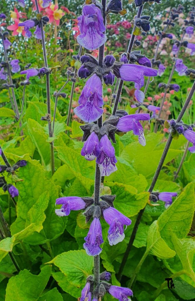 Salvia hians – Kasmírsalvía – Garðyrkjufélag Íslands