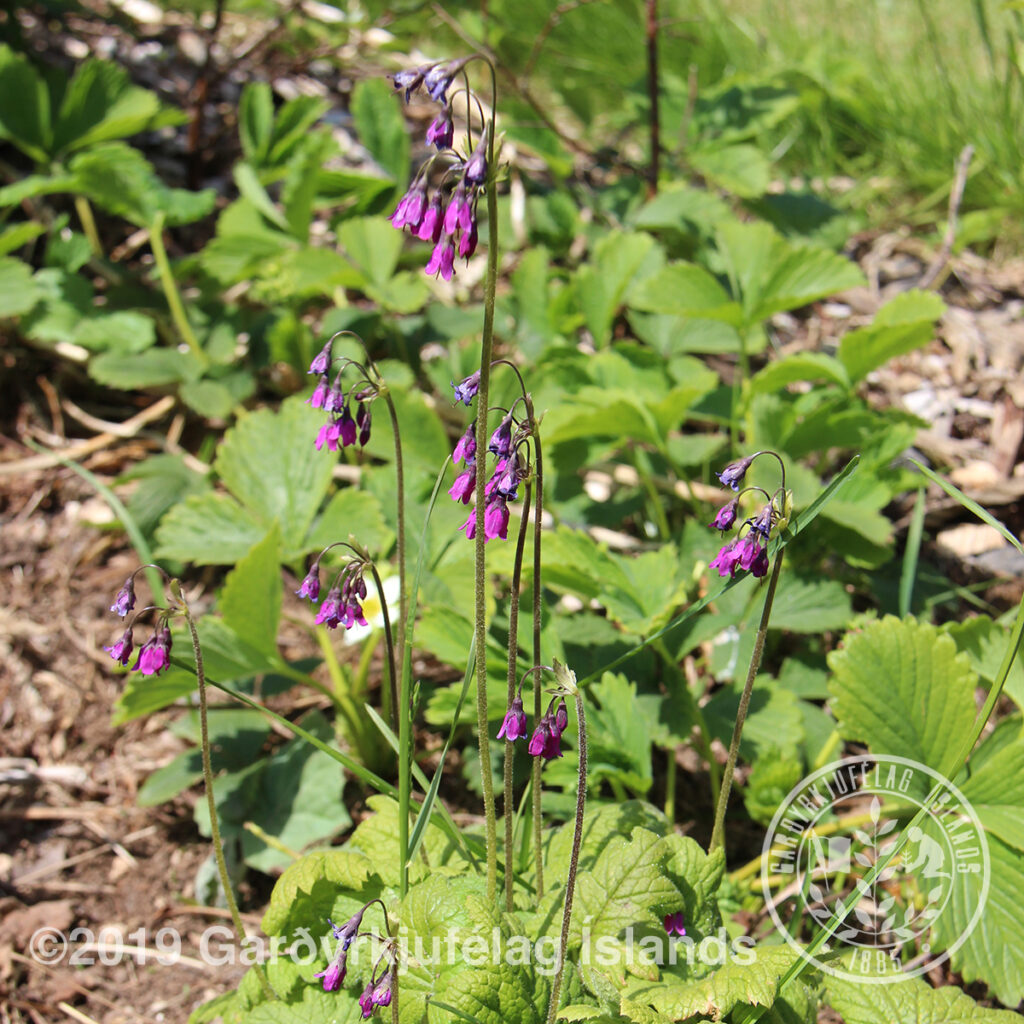 Cortusa matthioli – Alpabjalla, bleik – Garðyrkjufélag Íslands