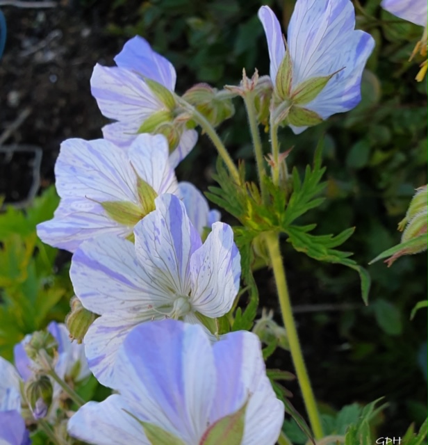 Geranium pratense ‘Splish Splash’ – Garðablágresi ‘Splish Splash ...