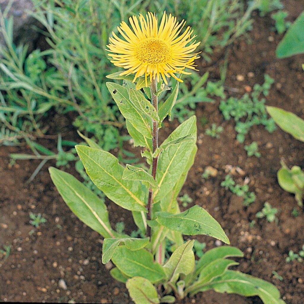 Inula orientalis – Hlíðasunna – Garðyrkjufélag Íslands